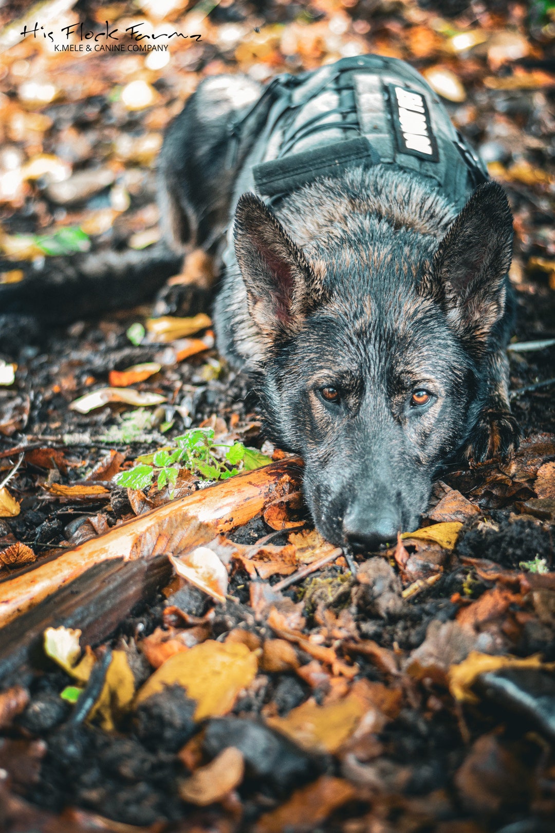 Farmdog - Image, Digital Download, Farm, Home Decor, Picture, Printable ...