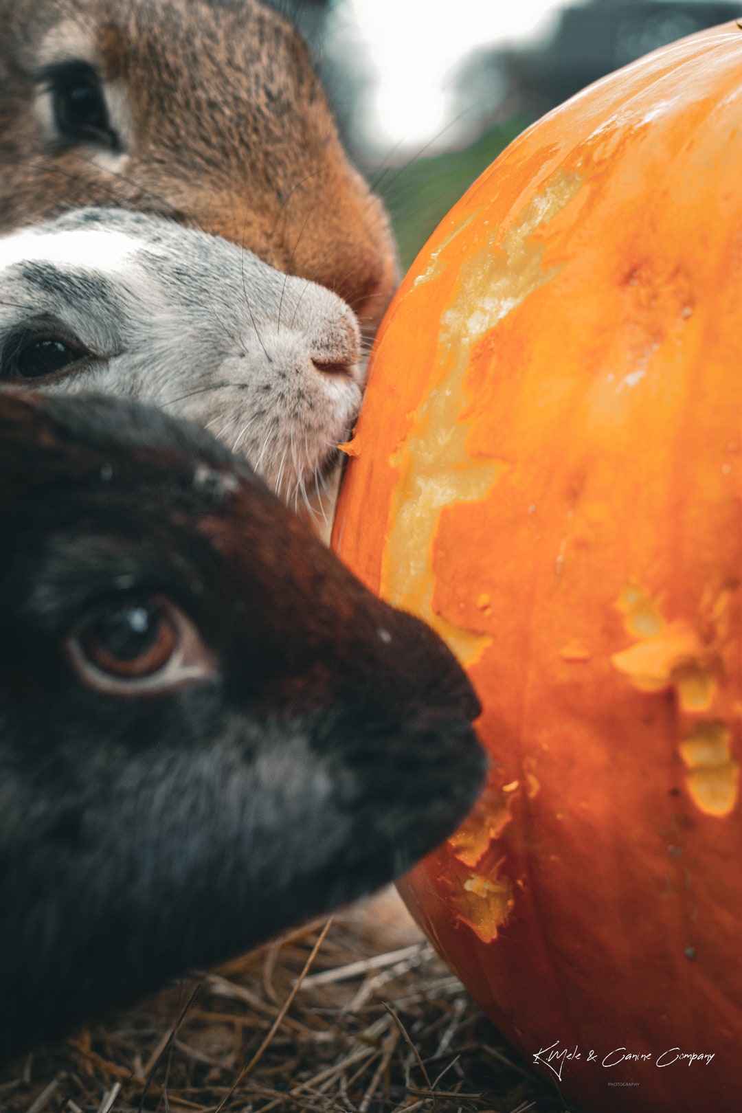 Pumpkins & Bunnies - Image, Printable, Prints, Farm, Bunny Picture ...