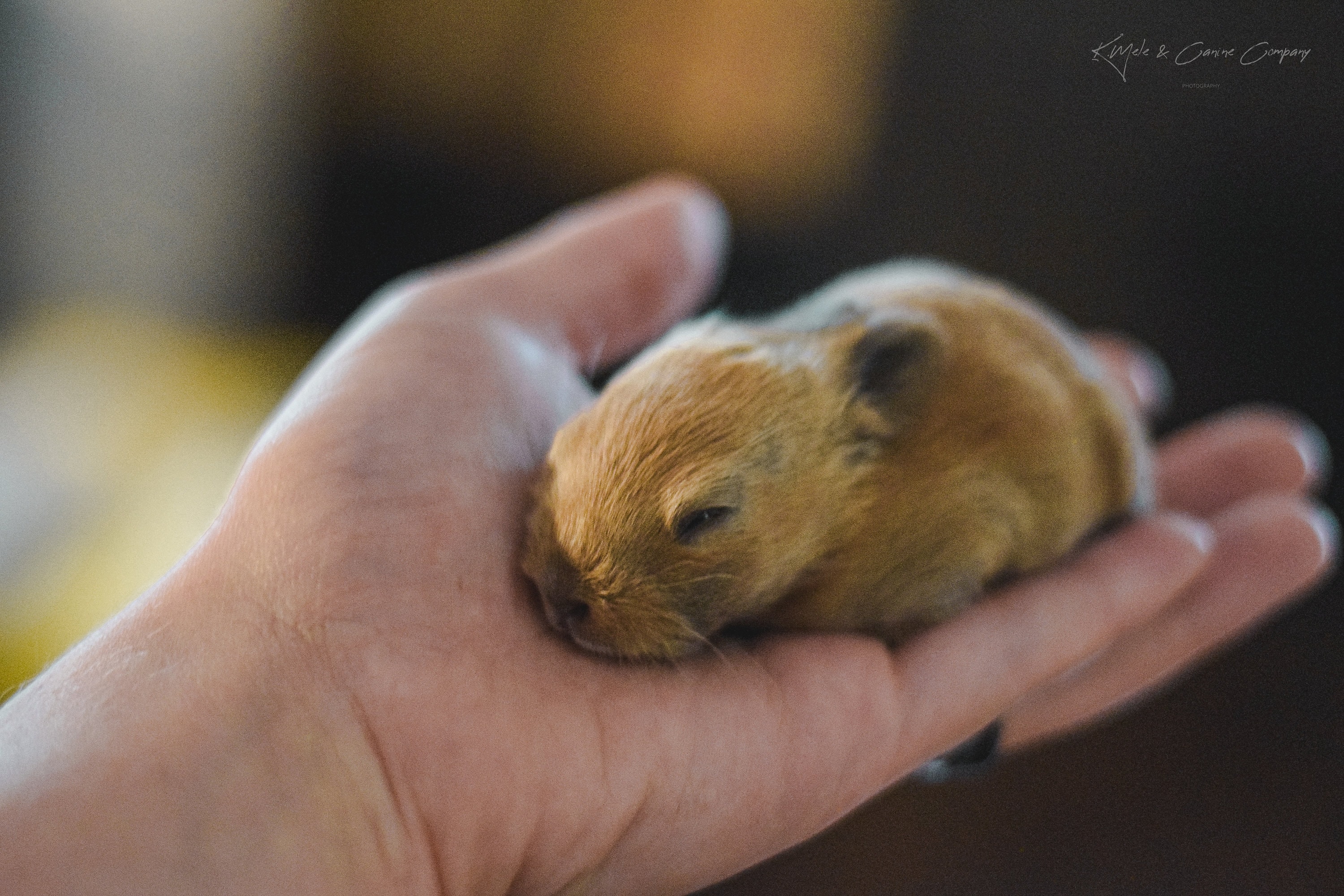 Newlife rabbit Kit Image, Digital Download, Farm, Bunny Picture, Home ...