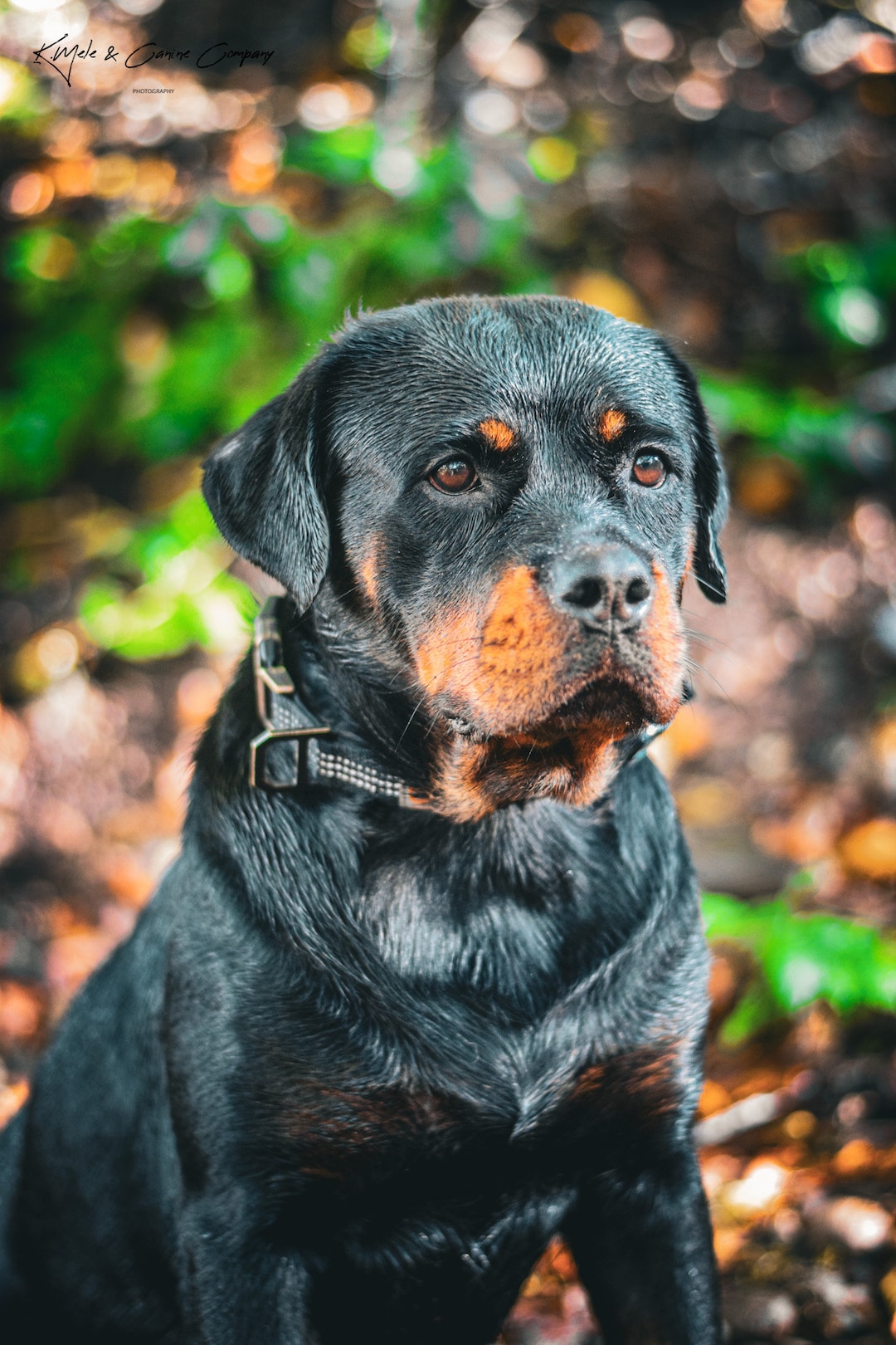 Farmdog- Image, Digital Download, Printable, Home Decor, Farm, Dog ...