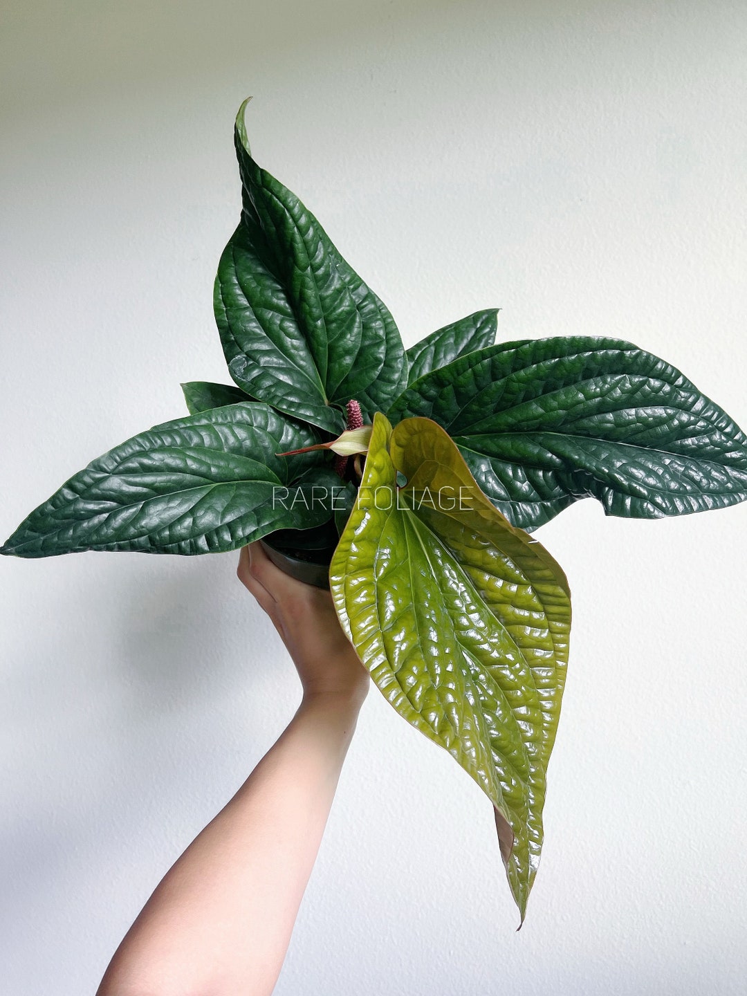 Anthurium Radican X Luxurians 6" - US SELLER - Etsy