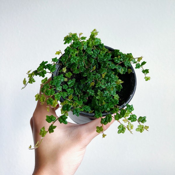 String of Frogs - Etsy