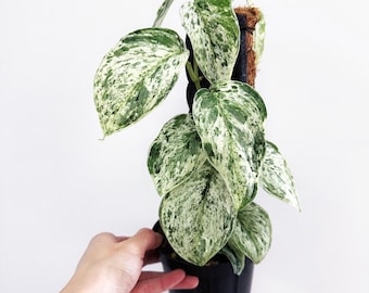 US SELLER Scindapsus Tembaga - Etsy