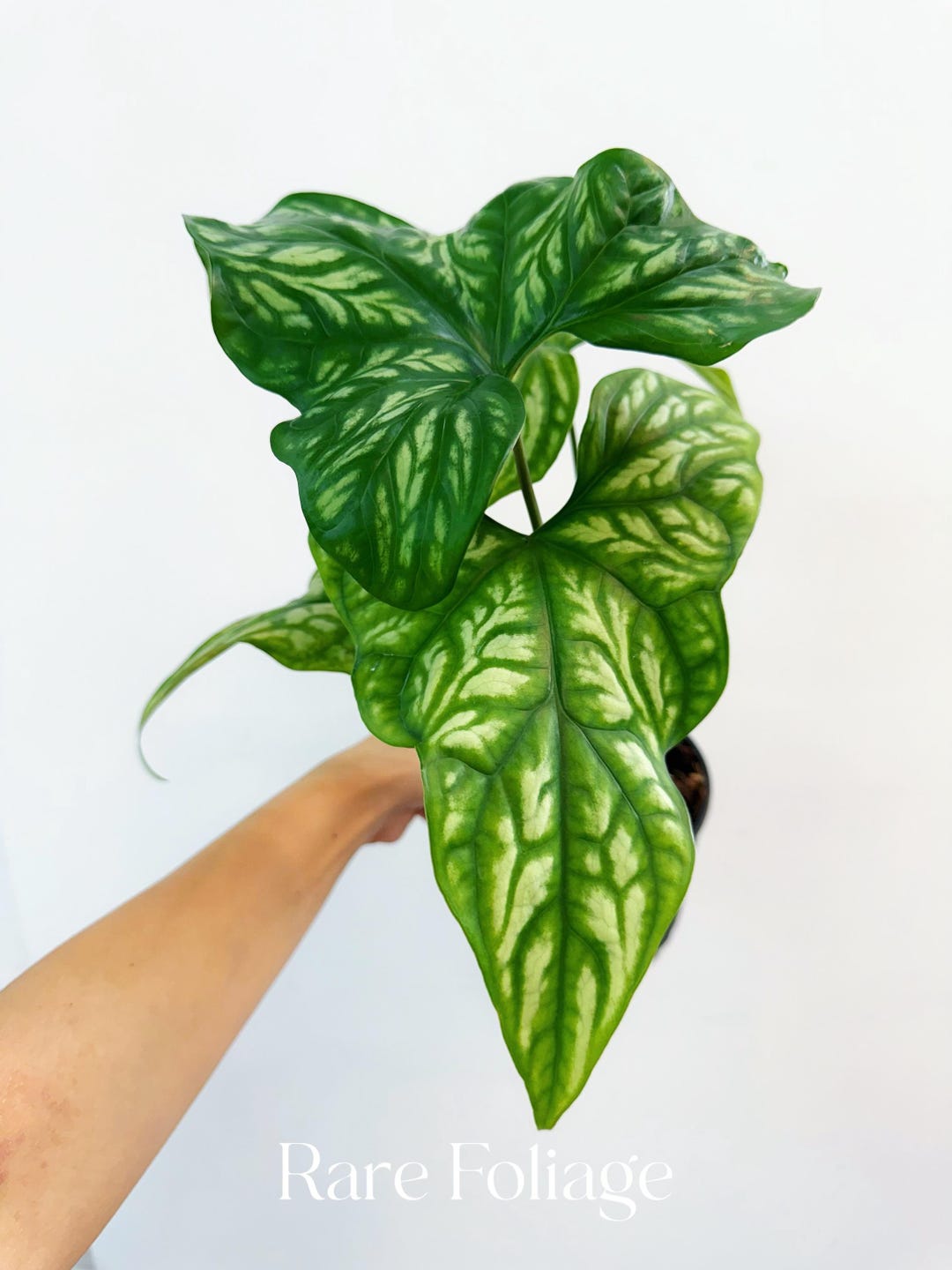 Cercestis Mirabilis 5” - US SELLER - Etsy