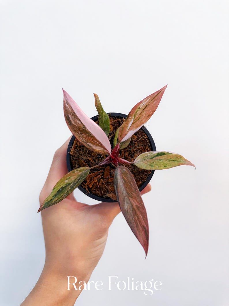 Philodendron Fire Phoenix Variegated 3” - US SELLER - Etsy Canada