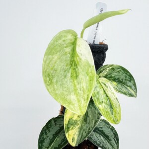 Scindapsus Peasun 4 Exact Plant US SELLER - Etsy