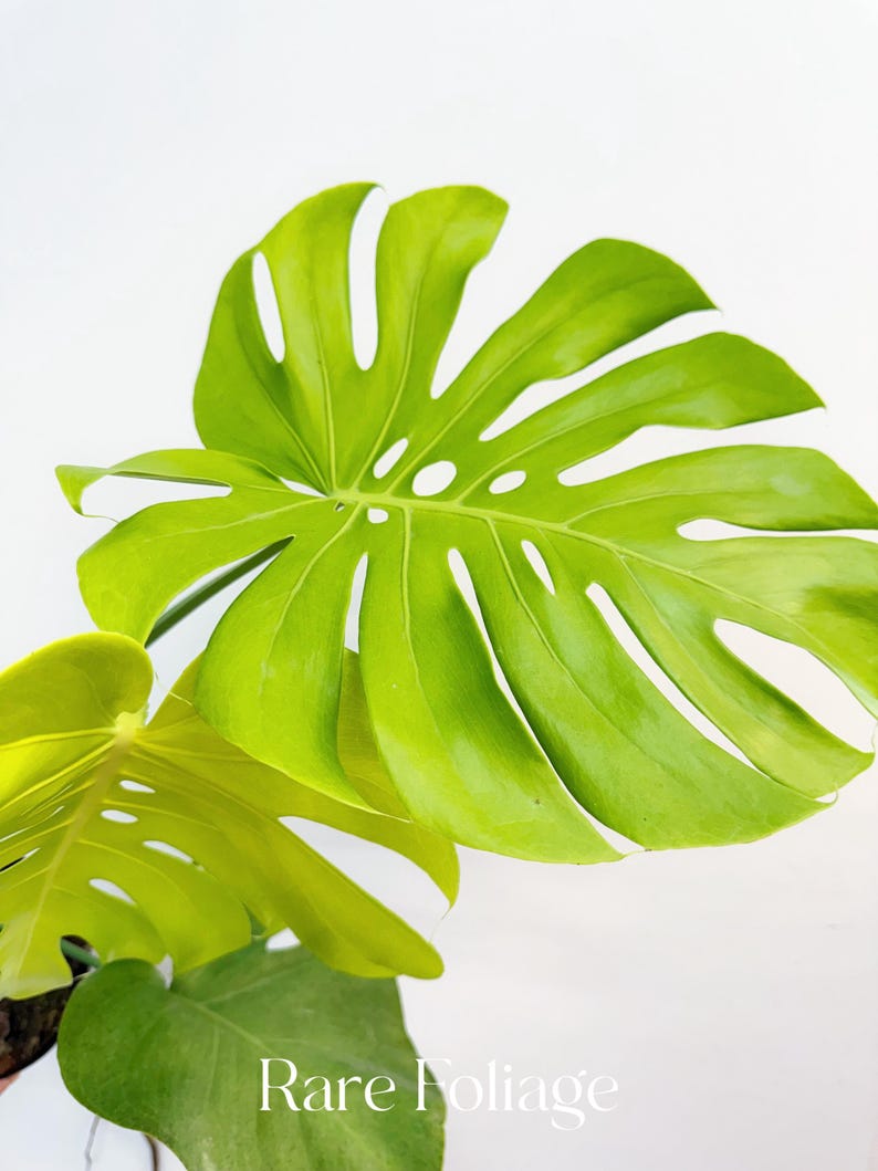 Monstera Lemon Lime 8” - US SELLER - Etsy