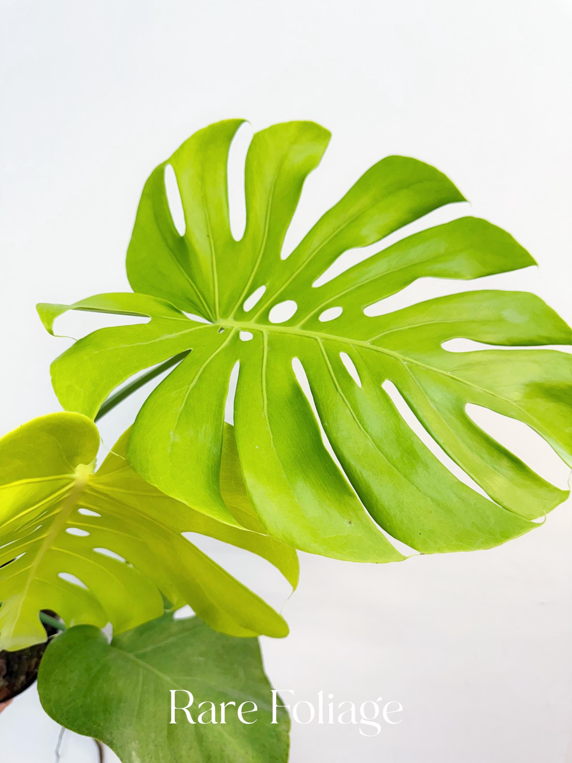 Monstera Lemon Lime 8” - US SELLER - Etsy