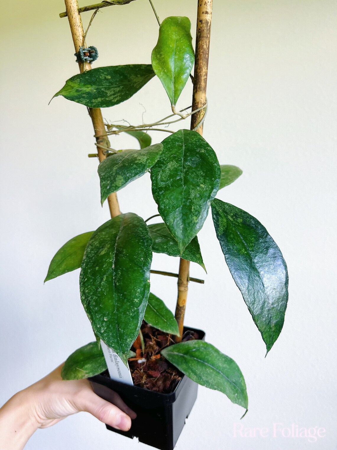 Hoya Finlaysonii Chicken Farm Trellis 4" - US SELLER - Etsy