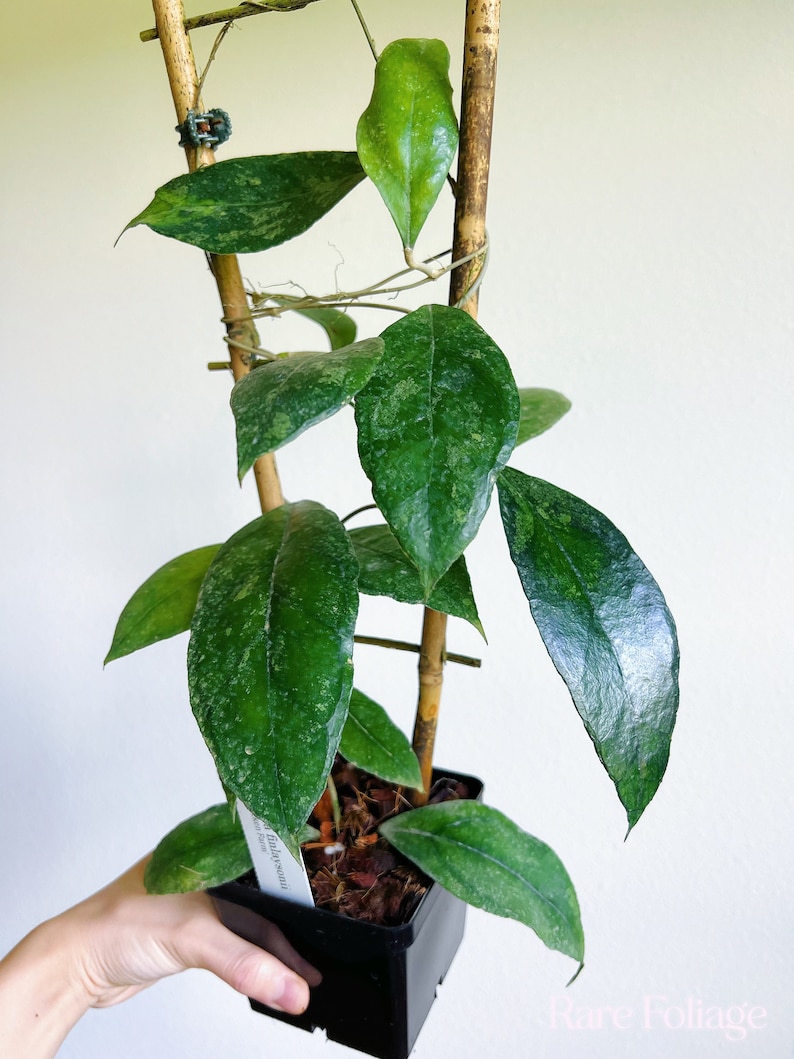 Hoya Finlaysonii Chicken Farm Trellis 4" - US SELLER - Etsy