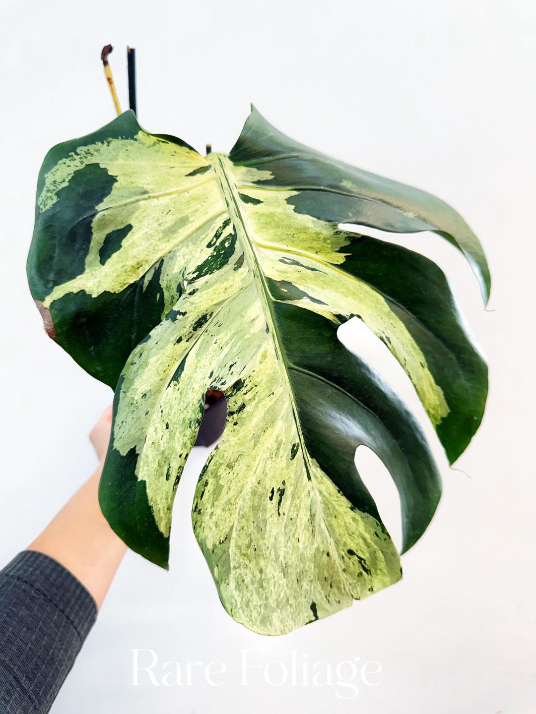 Monstera Bulbasaur 6” - US SELLER - Etsy