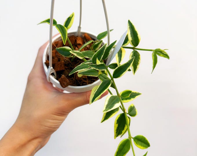 Hoya Multiflora Albomarginata (((((hoya-variegated)))) Phyto-cer:/// - Etsy