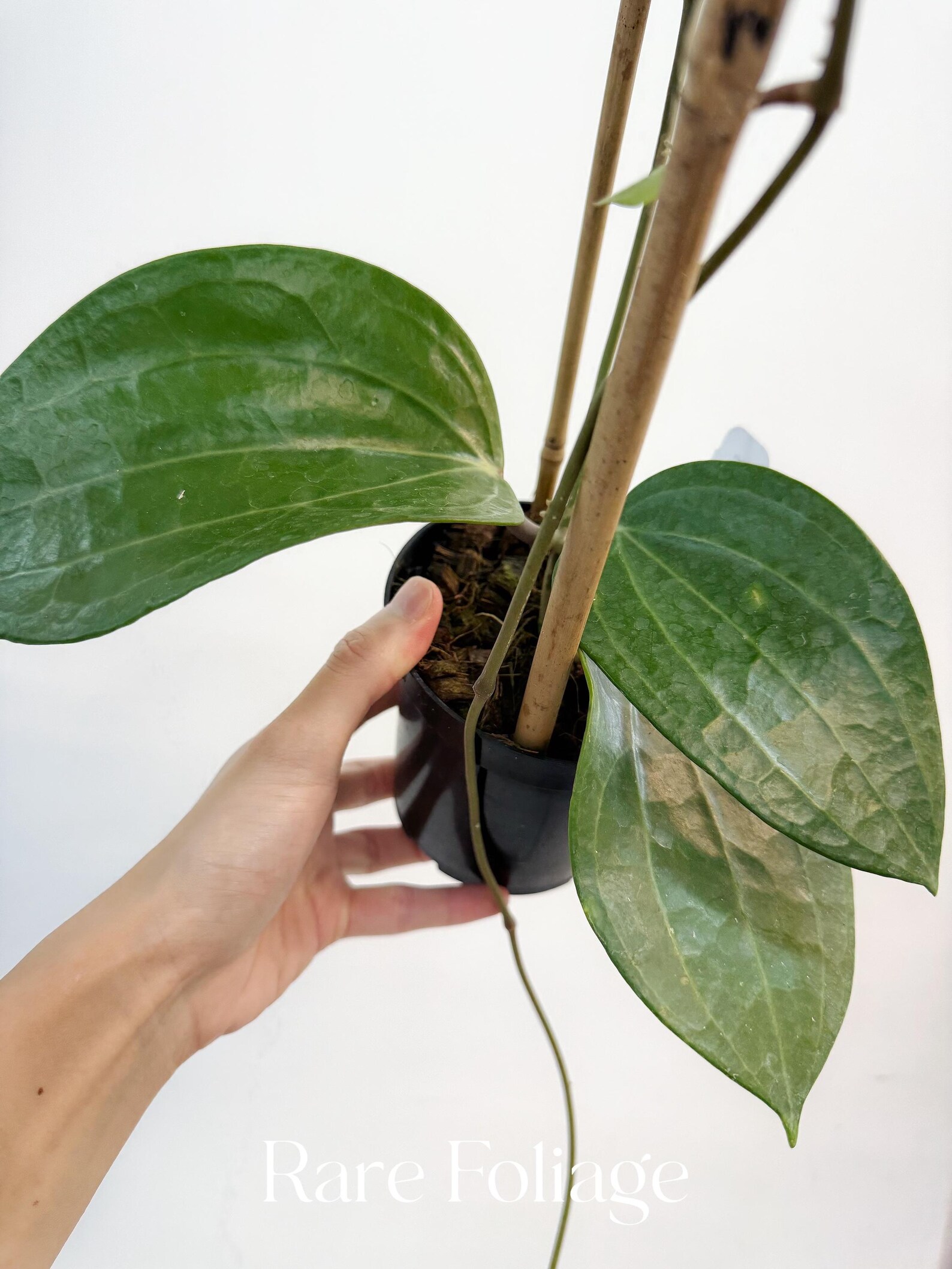 Hoya Latifolia Dinner Plate 4” XL Trellis - US SELLER - Etsy