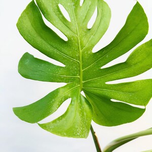 Monstera Lemon Lime 8” - US SELLER - Etsy