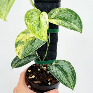 Scindapsus Peasun 4 Exact Plant US SELLER - Etsy