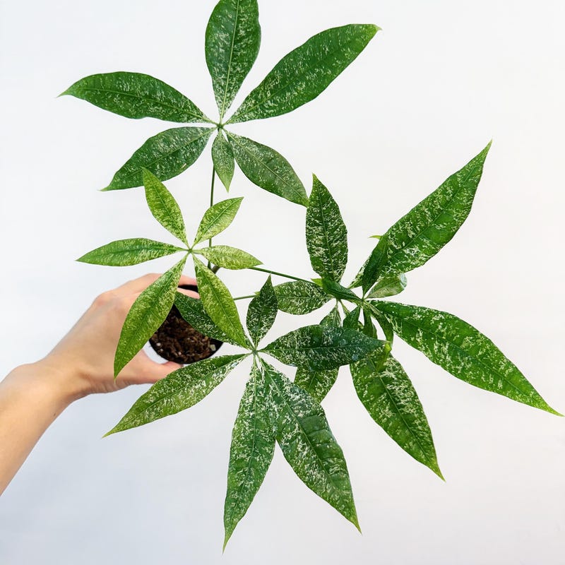 Real Living Money Plants - Etsy