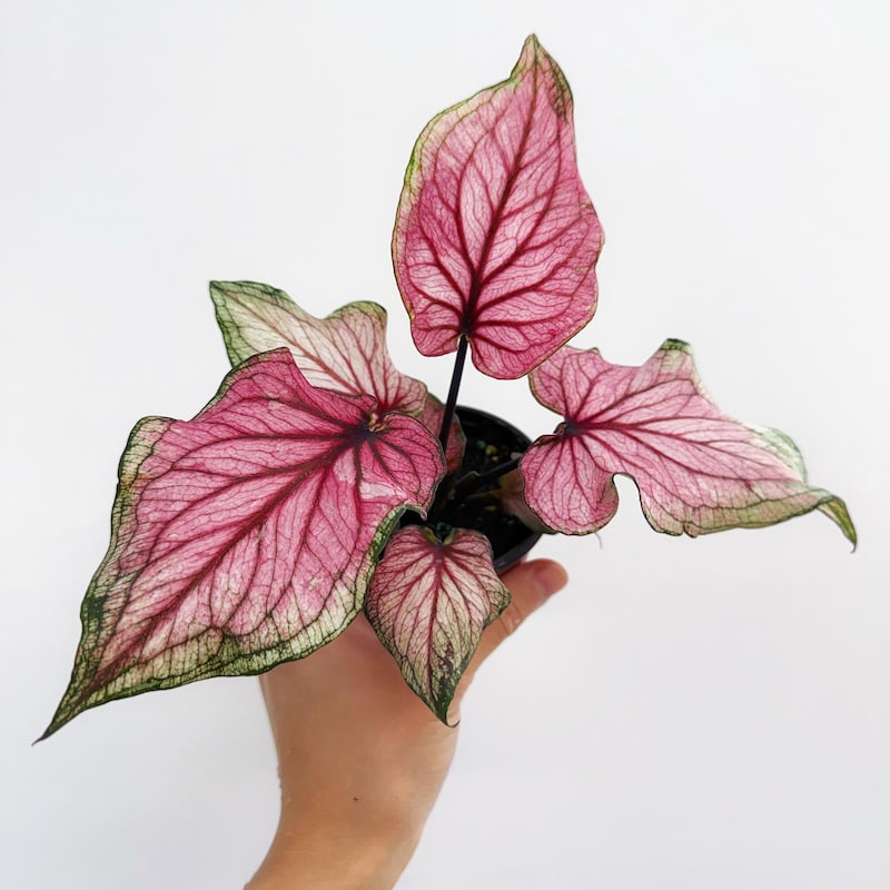 Caladium - Etsy