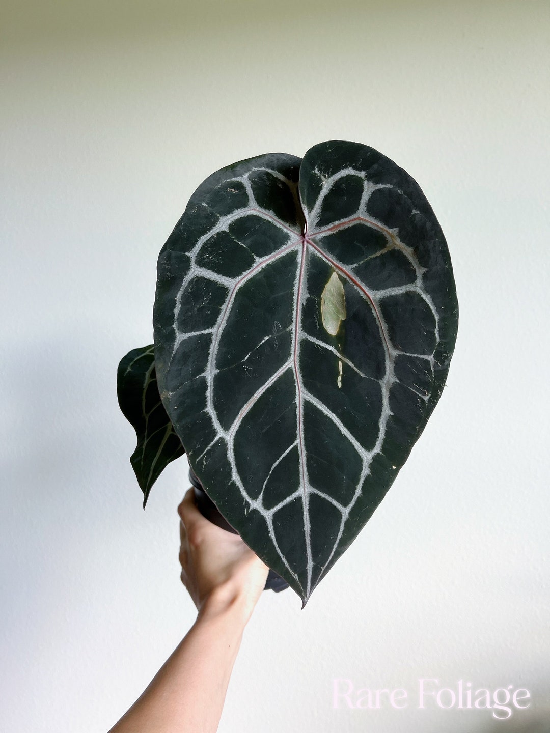 Anthurium Michelle by Docblock 5 Exact Plant US SELLER - Etsy