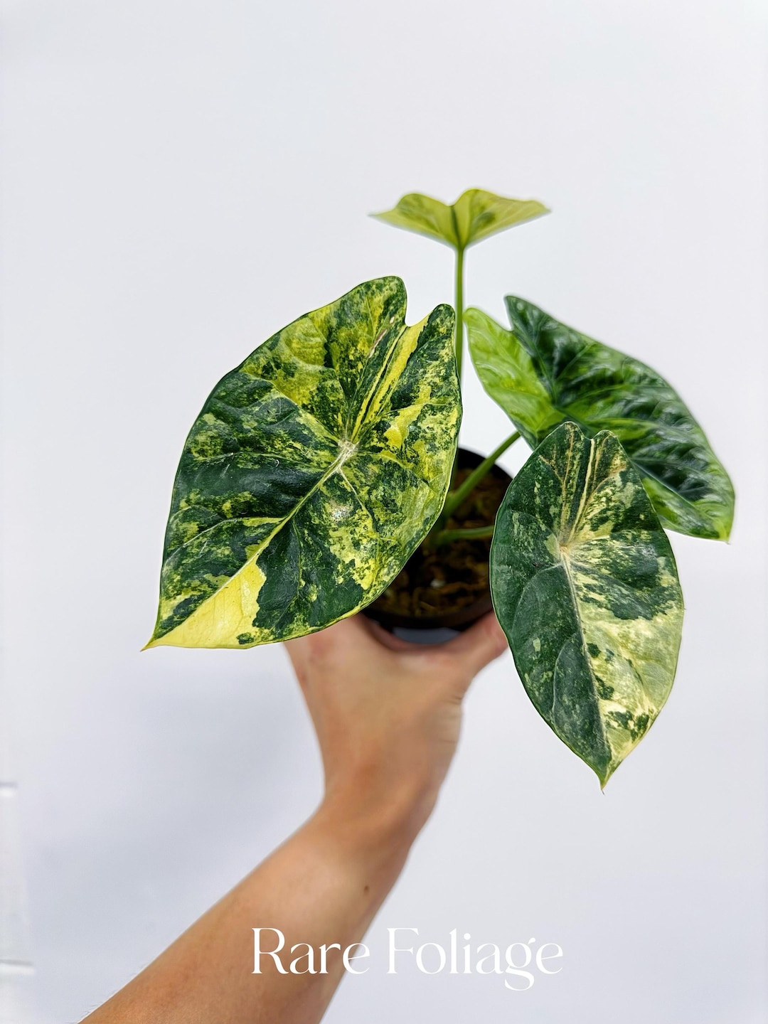 Alocasia Sinuata Aurea Variegated 4 Exact Plant US SELLER - Etsy