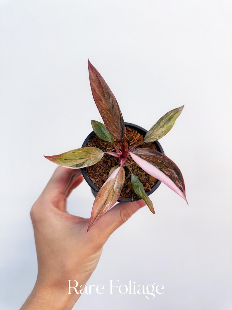Philodendron Fire Phoenix Variegated 3” - US SELLER - Etsy Canada