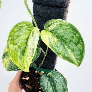 Scindapsus Peasun 4 Exact Plant US SELLER - Etsy