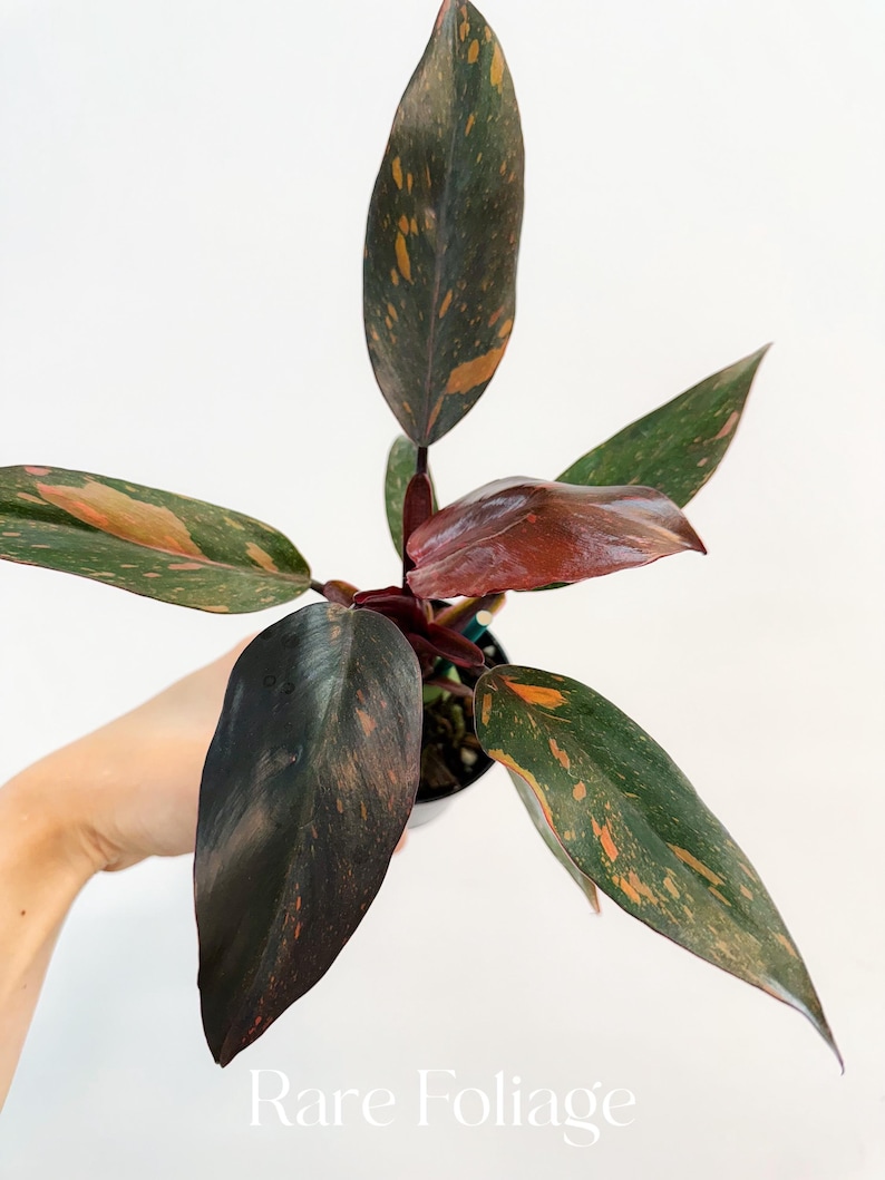 Philodendron Orange Princess Marble 4” - US SELLER - Etsy Canada