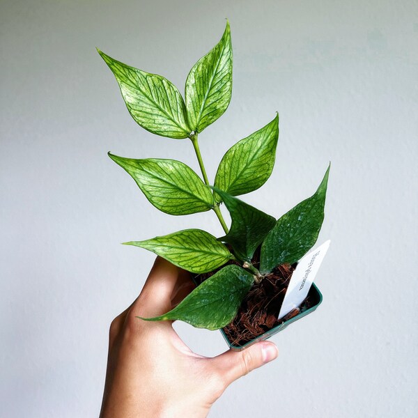 Fishtail Hoya - Etsy