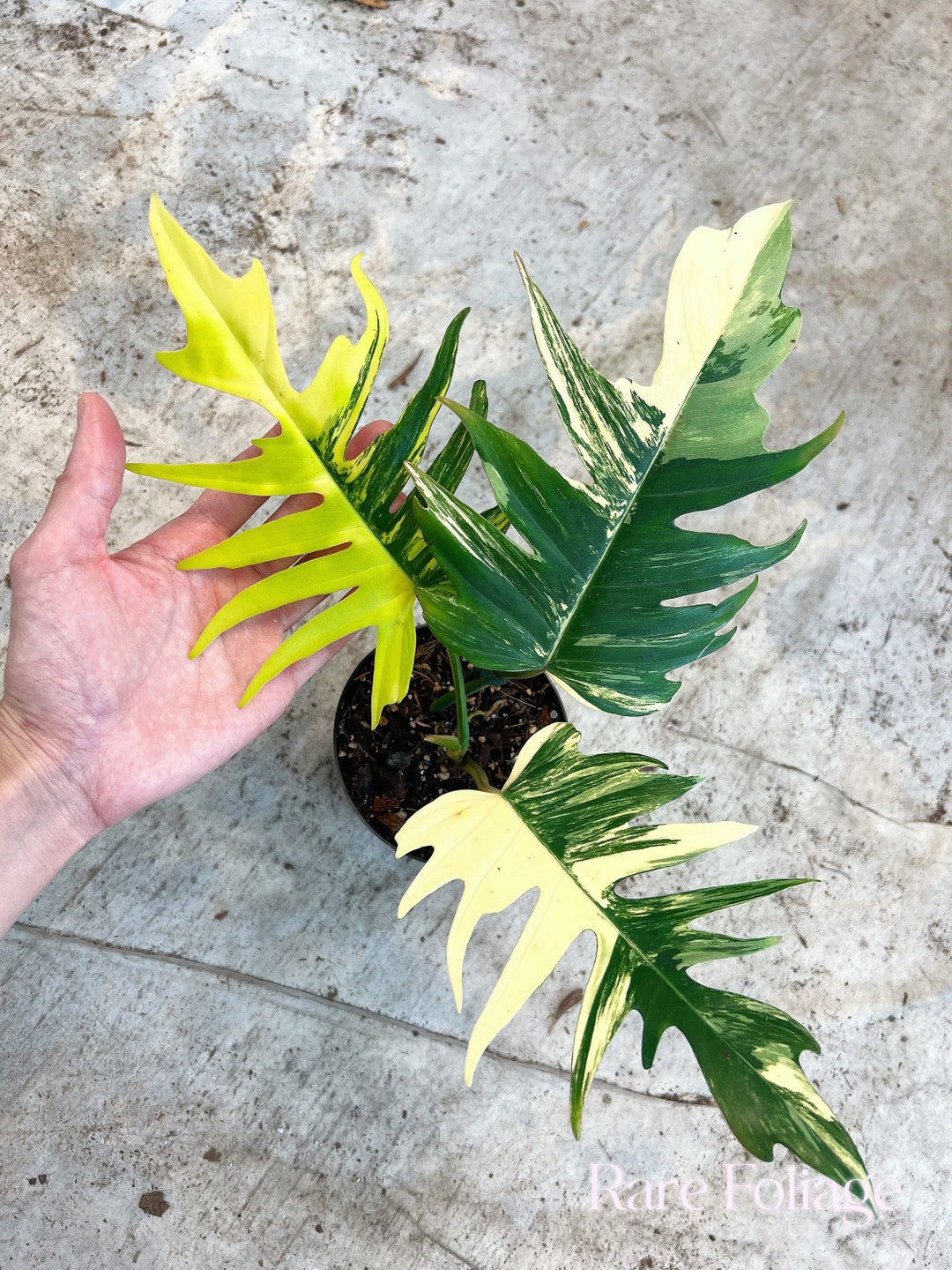 Philodendron Florida Beauty X Tortum Variegated 4 US SELLER - Etsy