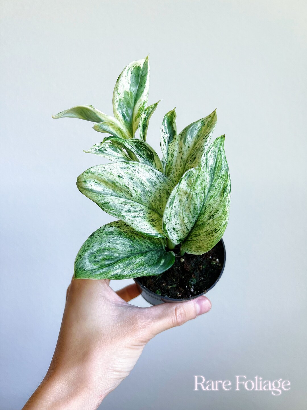 RARE Scindapsus Treubii Moonlight 'marble' 3 US SELLER - Etsy