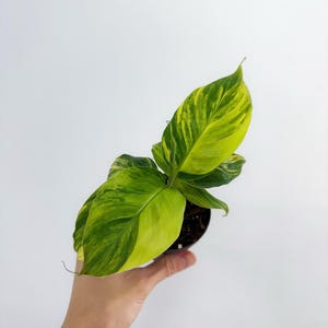 Musa Acuminata papua Aurea Variegated Banana 3 Exact Plant US SELLER - Etsy