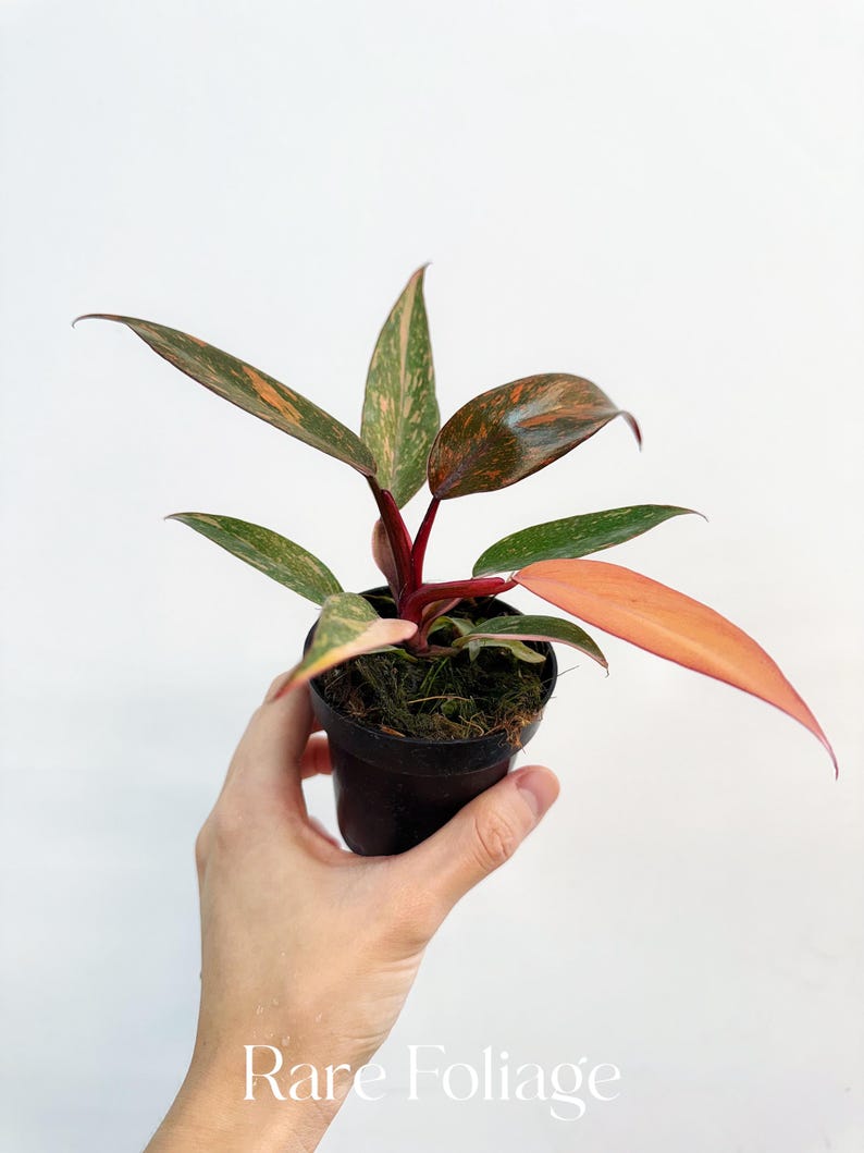 Philodendron Orange Princess Marble 4” - US SELLER - Etsy Canada