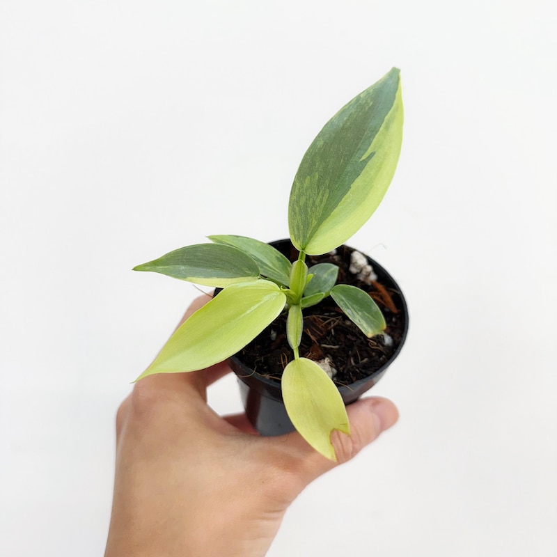 Philodendron Silver Sword - Etsy