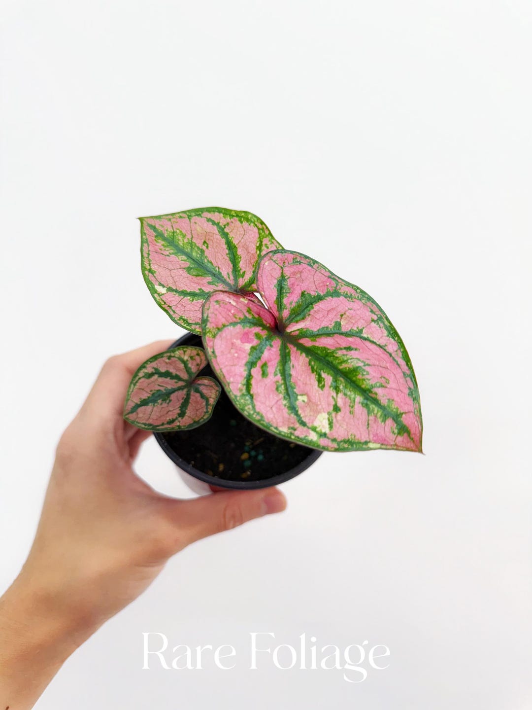 Caladium Purple Light 4” - US SELLER - Etsy