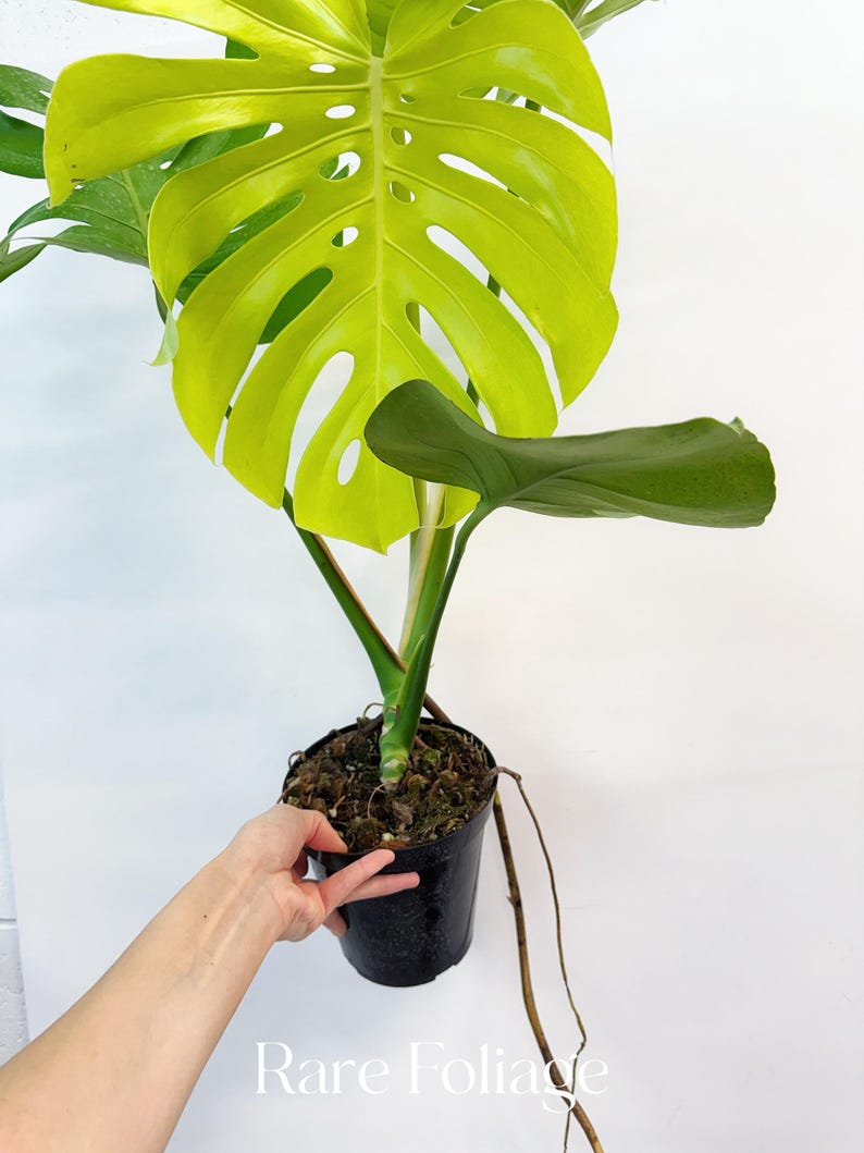 Monstera Lemon Lime 8” - US SELLER - Etsy