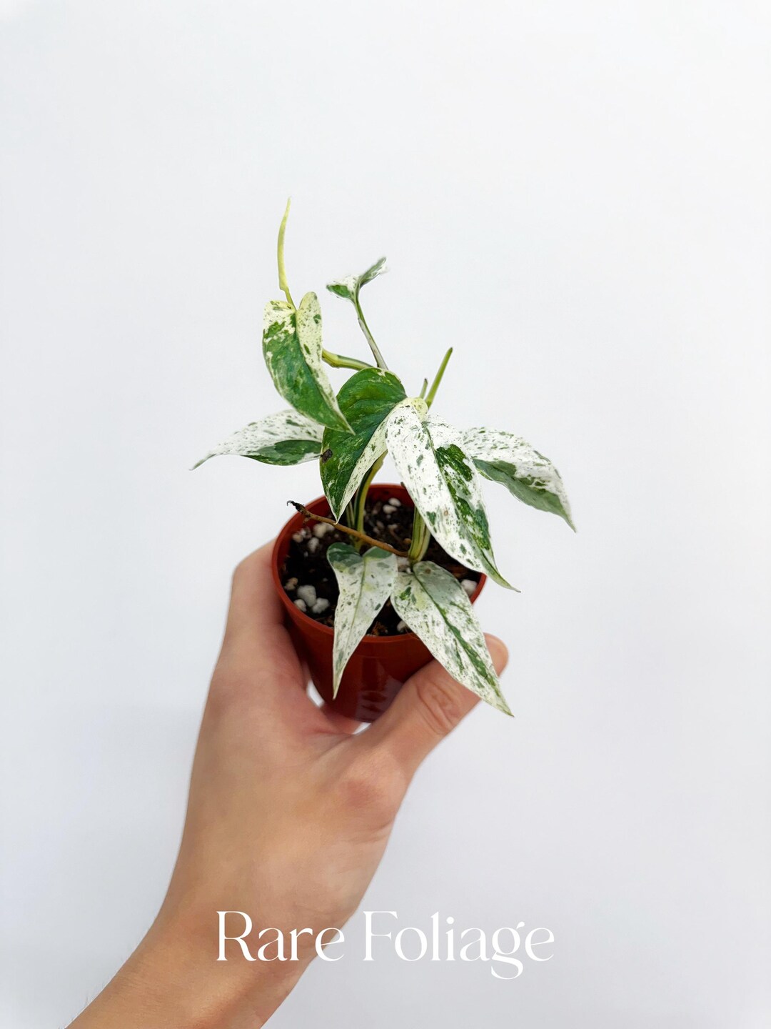 Epipremnum Hanoman Sp. Bali Variegated 2” - US SELLER - Etsy