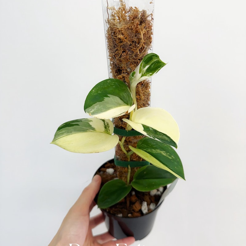 Scindapsus - Etsy
