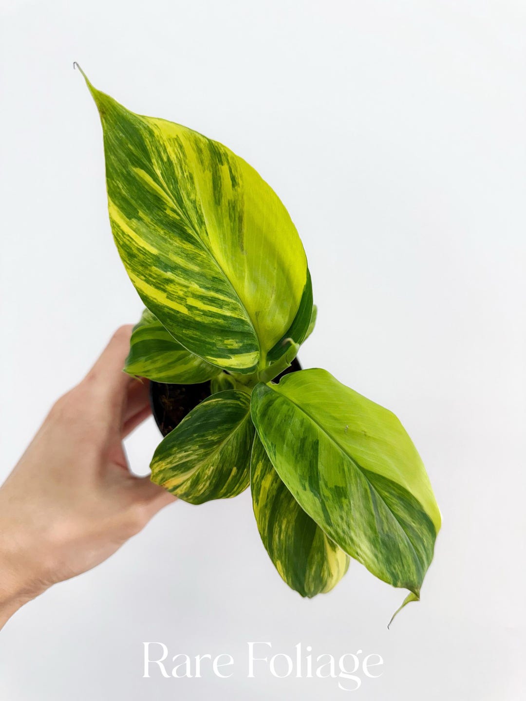 Musa Acuminata papua Aurea Variegated Banana 3 Exact Plant US SELLER - Etsy