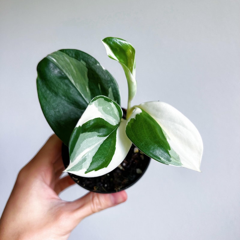 Scindapsus Usa Seller - Etsy