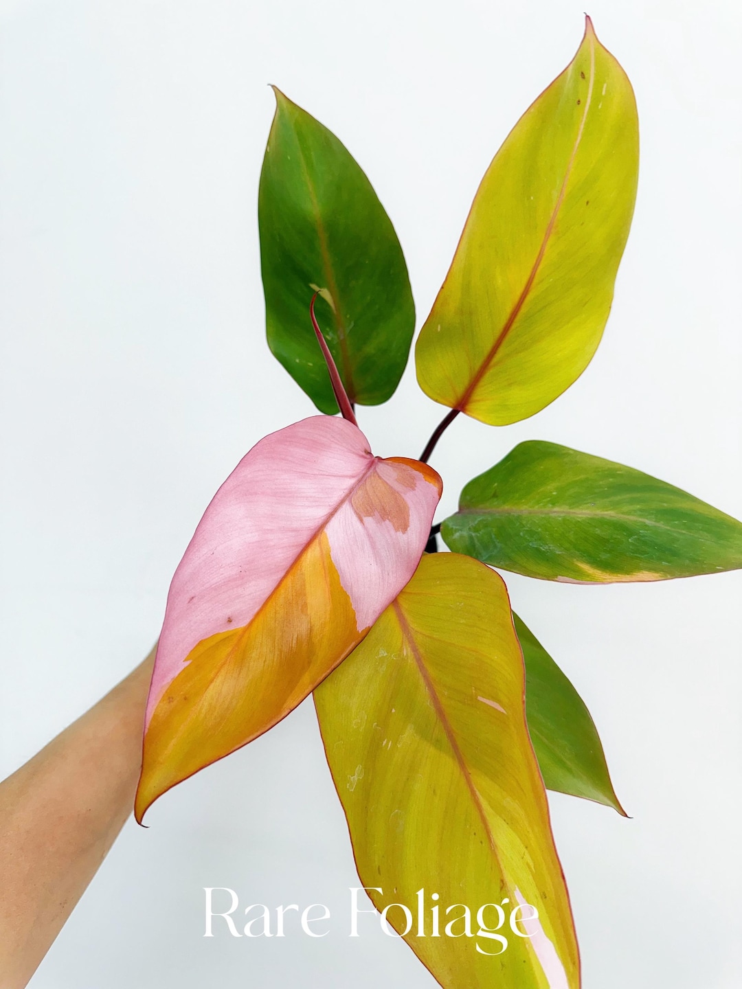 Philodendron Persimmon Princess Kunzo Lineage 4” Exact Plant - US ...