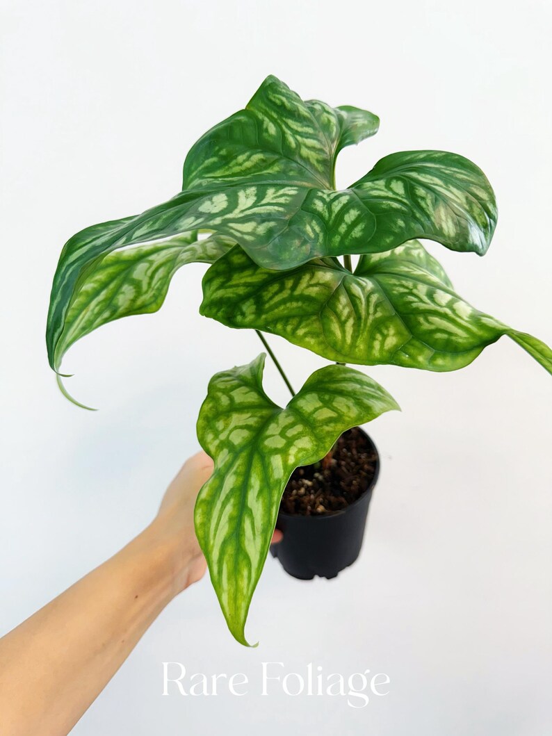 Cercestis Mirabilis 5” - US SELLER - Etsy