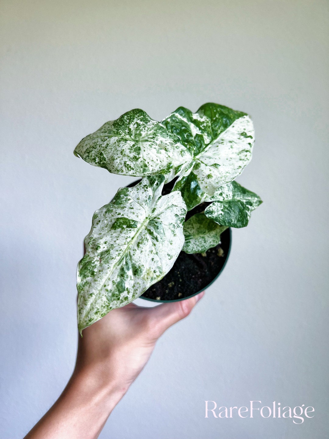 Alocasia Odora Batik 4 US SELLER - Etsy