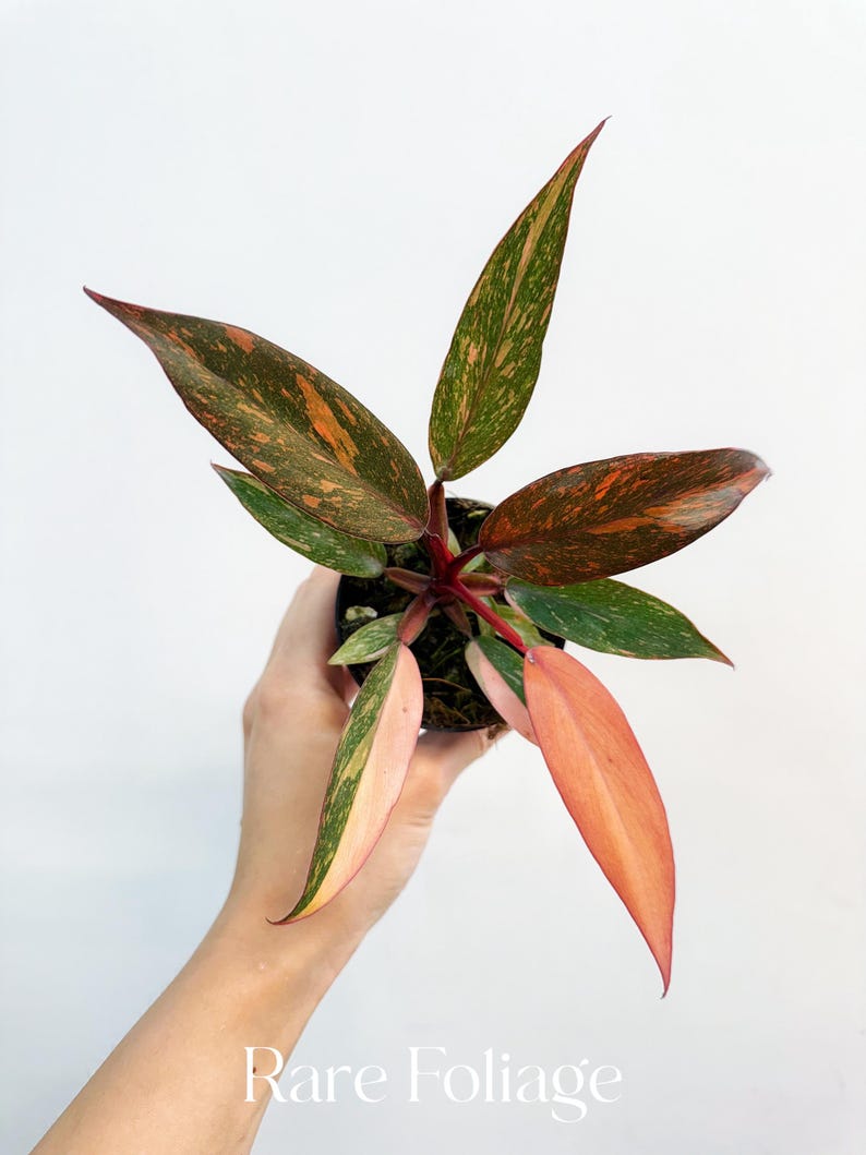 Philodendron Orange Princess Marble 4” - US SELLER - Etsy Canada