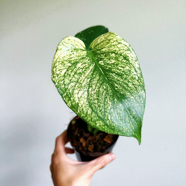 Monstera Mint Large Form - Etsy