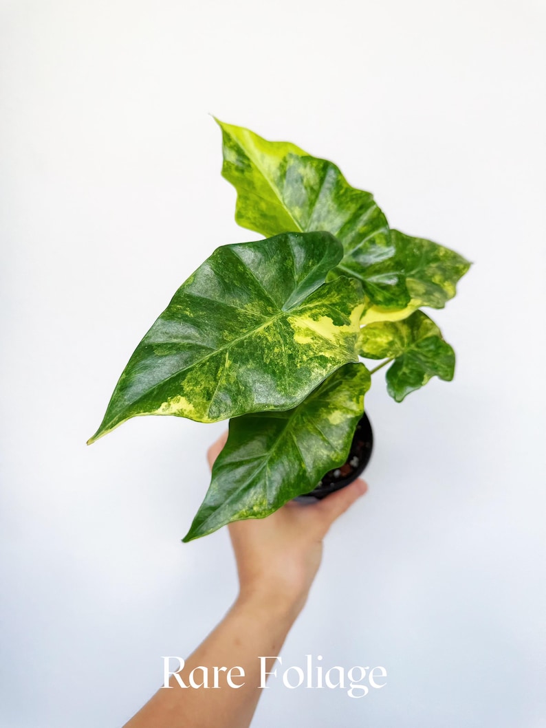 Alocasia Portora Aurea Variegated 4” Exact Plant - US SELLER - Etsy Canada