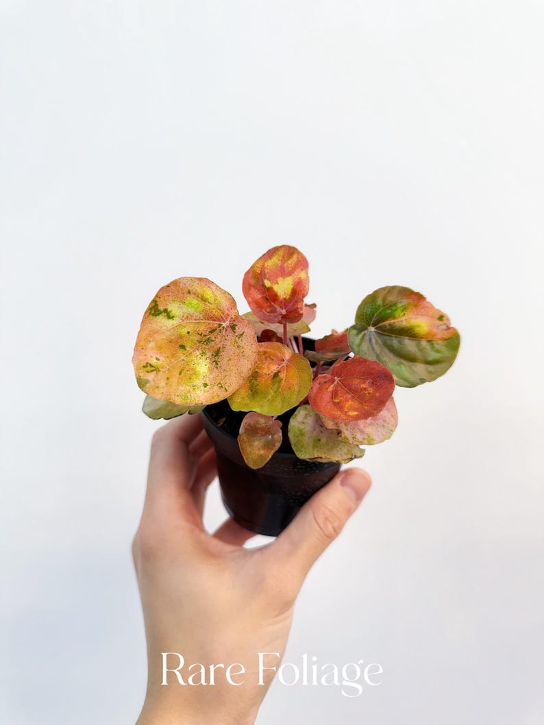 Variegated Peperomia Pink Lady 3” - US SELLER - Etsy