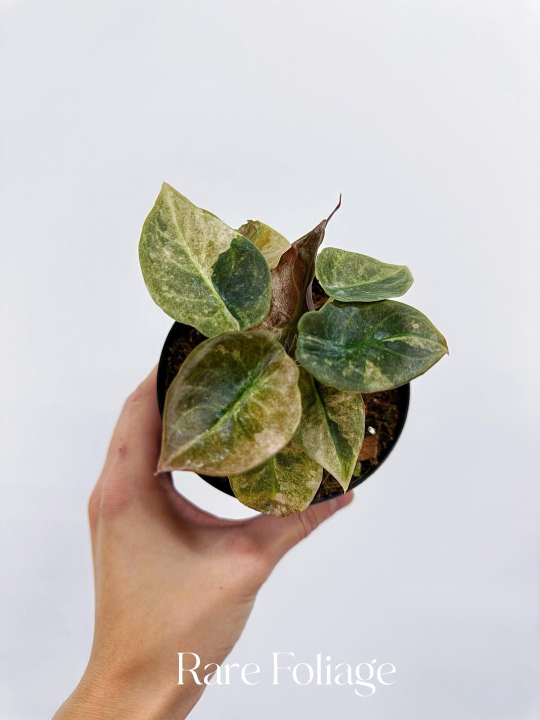 Alocasia Cuprea Pink Mint Variegated 4 Exact Plant US SELLER - Etsy