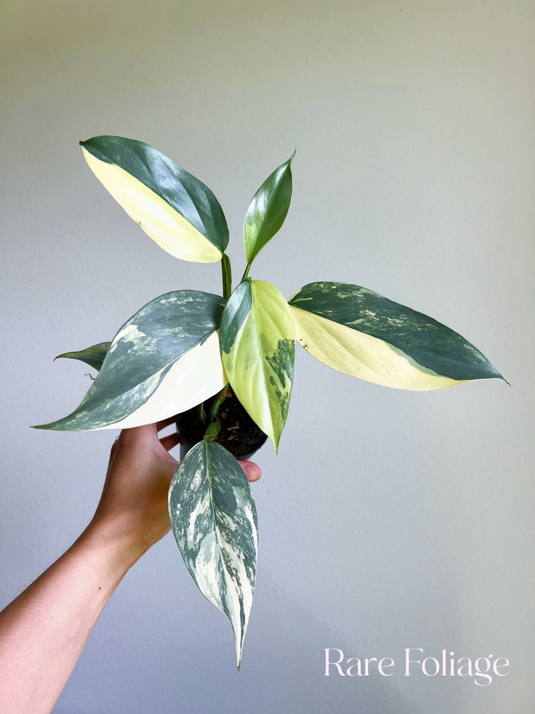 Philodendron Silver Sword Variegated 3 US SELLER - Etsy