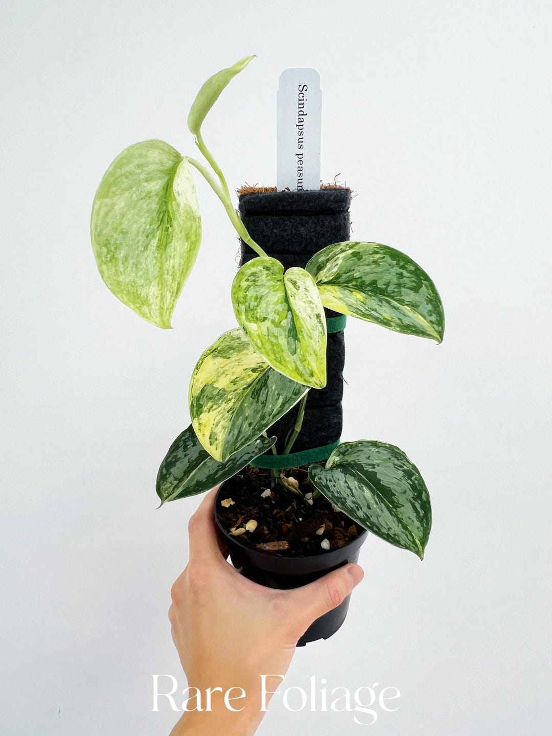 Scindapsus Peasun 4 Exact Plant US SELLER - Etsy