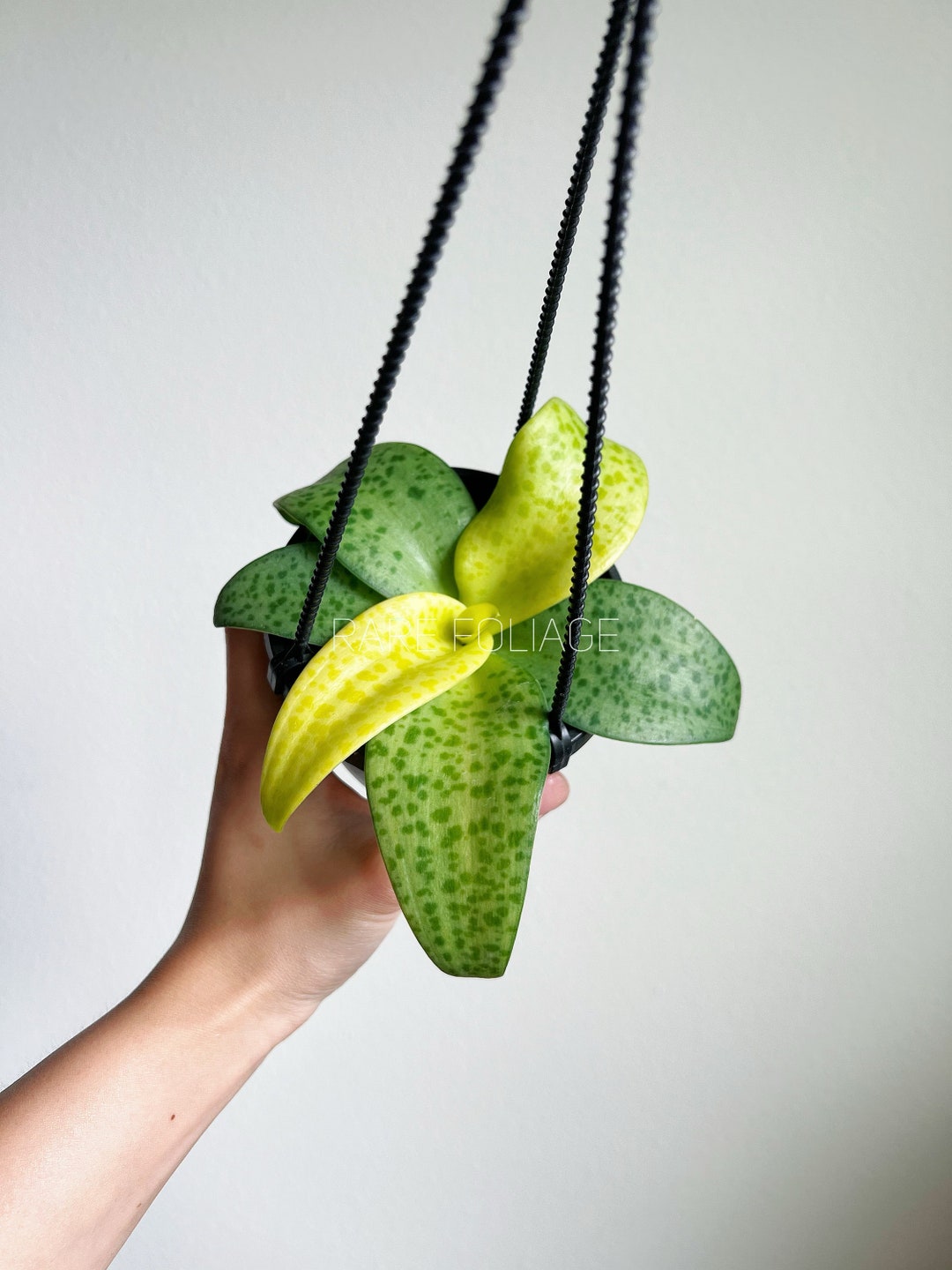 Variegated Leopard Lily 4 Hanging Basket Exact Plant - Etsy