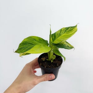 Musa Acuminata papua Aurea Variegated Banana 3 Exact Plant US SELLER - Etsy